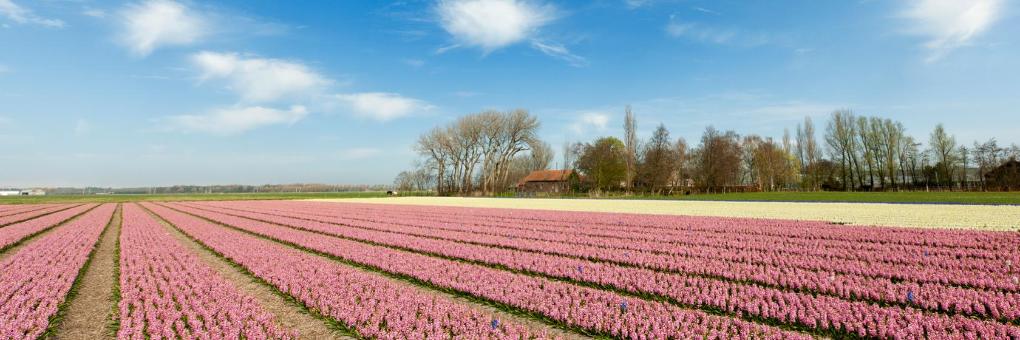 The best available hotels & places to stay near Sassenheim, Netherlands