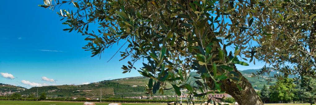 The best available hotels & places to stay near Parona di Valpolicella ...