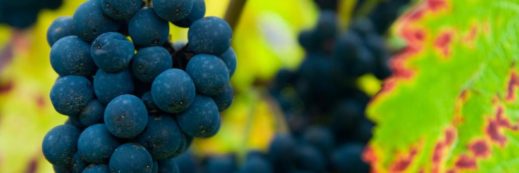 The best available hotels & places to stay near Delme, France