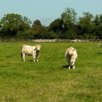 Best time to visit Ashbourne, Ireland