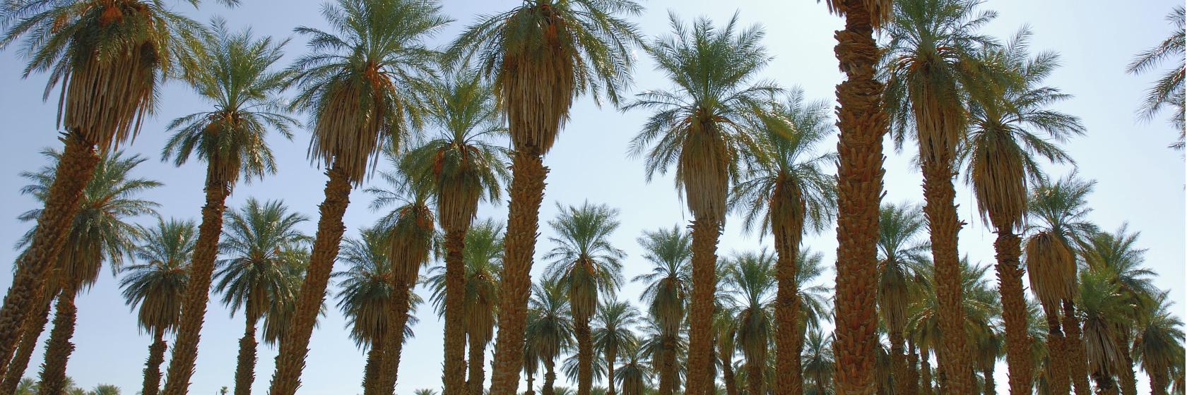 10 Best Ar Rass Hotels, Saudi Arabia (From $88)