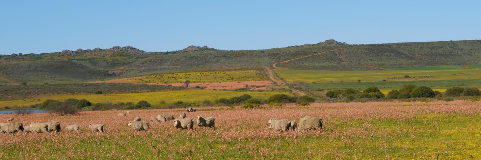 The 10 best hotels & places to stay in Balgowan, South Africa ...