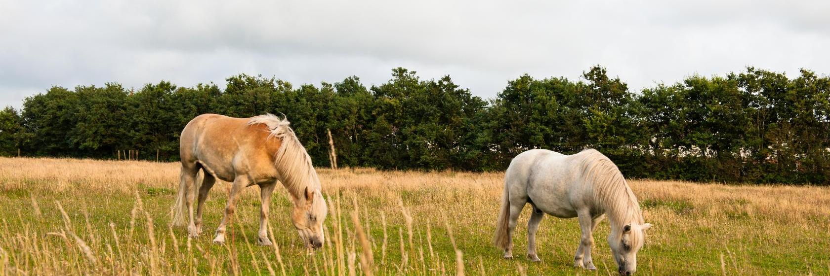 De 10 bedste hoteller tæt på Arresø i Helsinge, Danmark