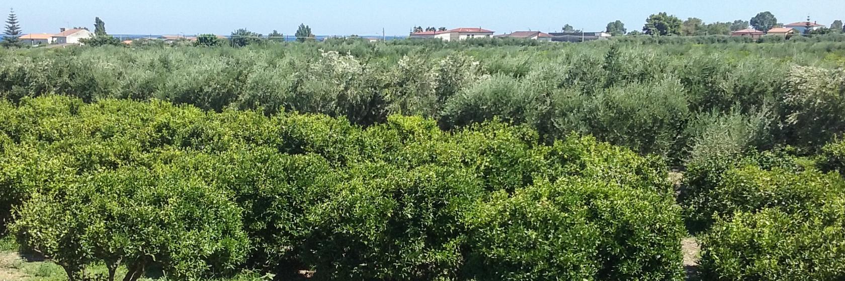 The best available hotels & places to stay near Mirto Crosia, Italy