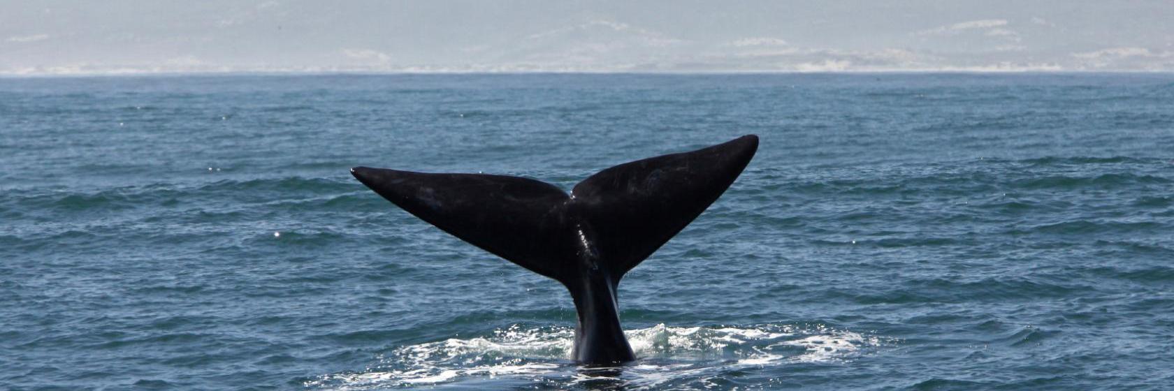 10 Best Kleinmond Hotels, South Africa (From $215)