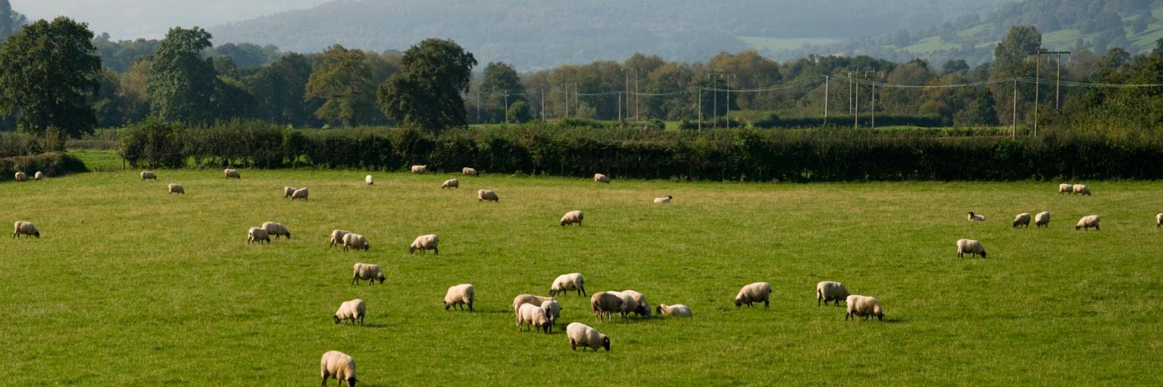 The 10 best hotels in Cemmaes, Powys - Cheap Cemmaes hotels