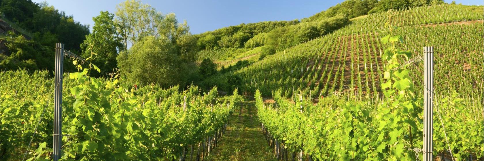 The 10 best hotels & places to stay in Osann-Monzel, Germany - Osann ...