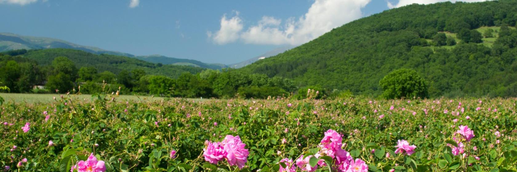 The 10 best hotels & places to stay in Pravets, Bulgaria - Pravets hotels