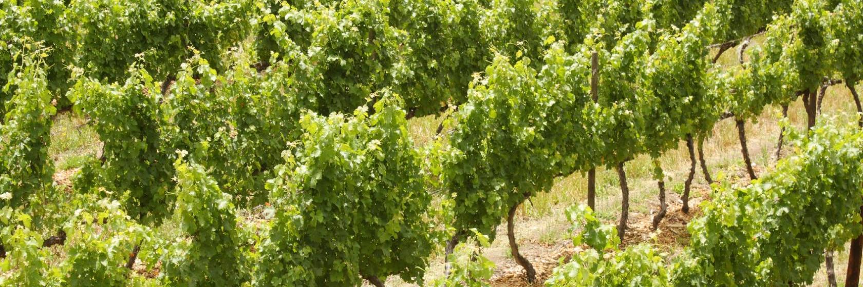 The 10 best hotels & places to stay in Simondium, South Africa ...