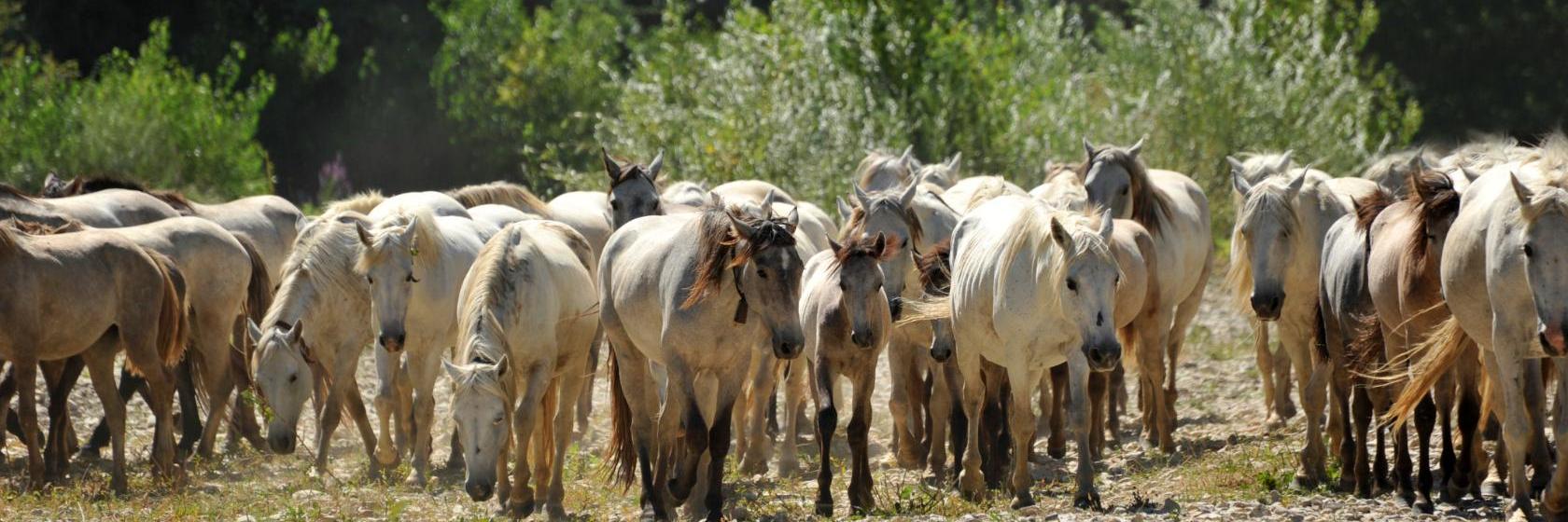 The 10 best hotels & places to stay in Saze, France - Saze hotels