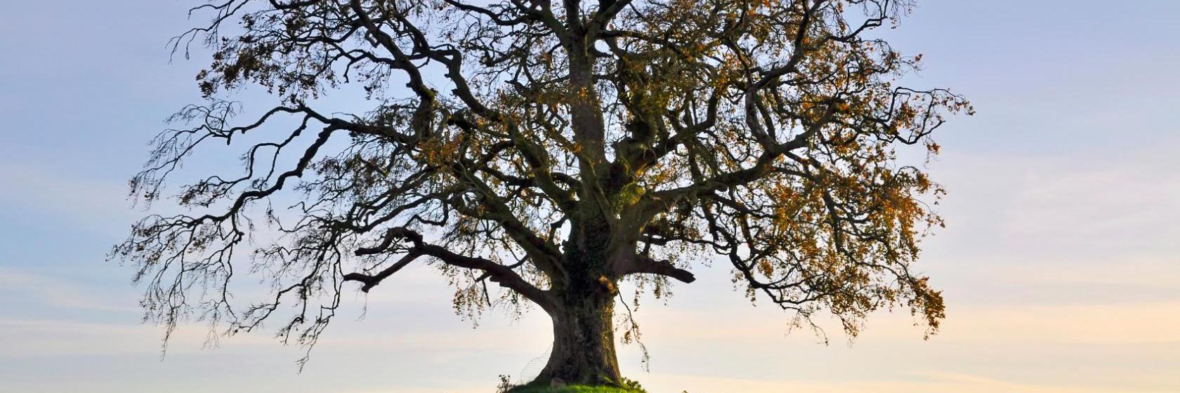 The 10 best hotels close to Ballindoolin House & Gardens in Kinnegad ...