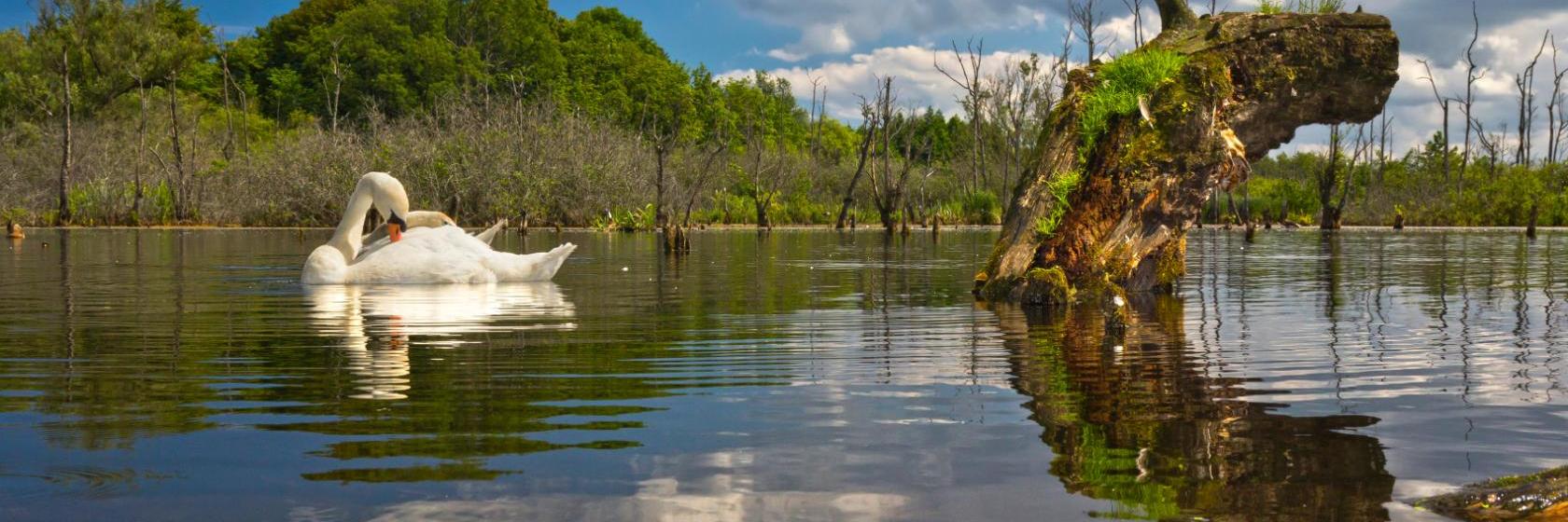 De 10 beste hotels in Turawa, Polen (Prijzen vanaf € 54)