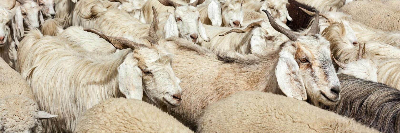 The Best Baddi Hotels, India (From $18)