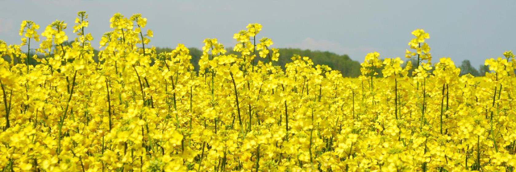 10 Best Levens Hotels, France (From $99)