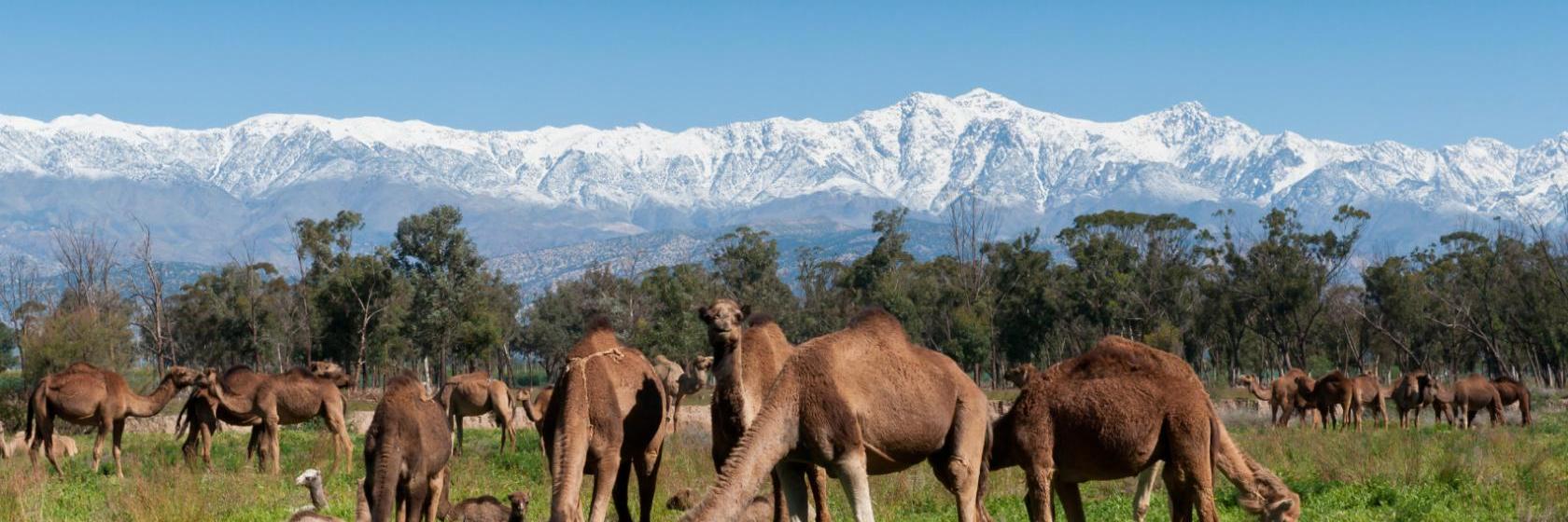 The best available hotels & places to stay near Aït Zat, Morocco