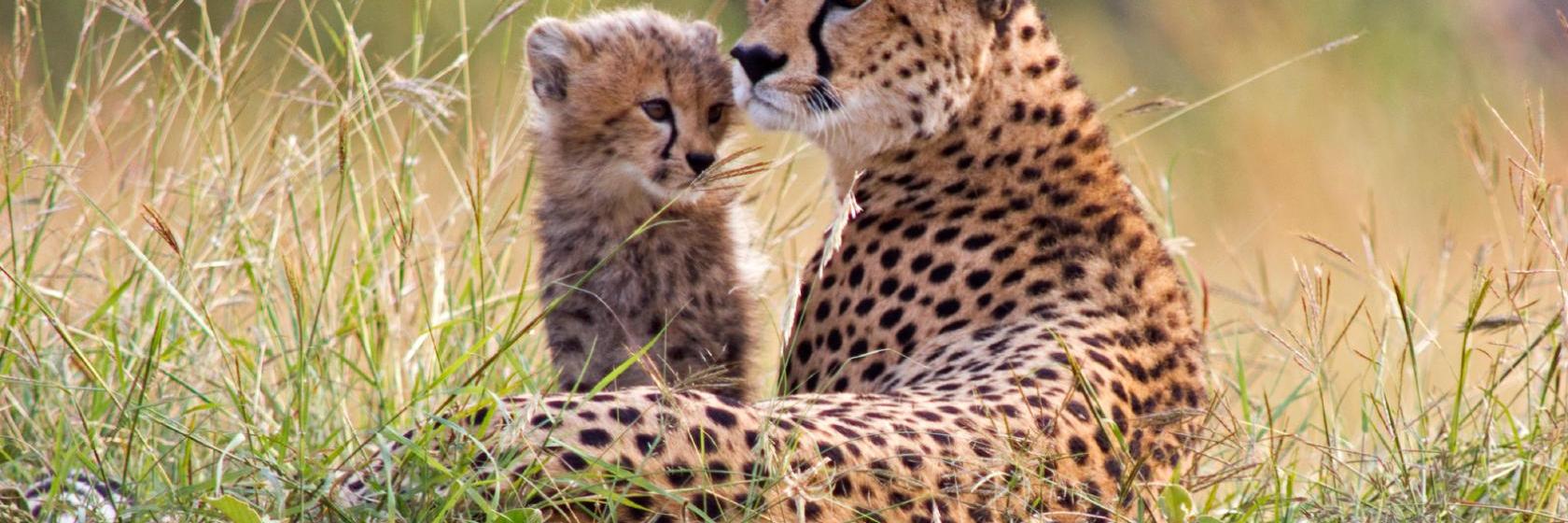 The best available hotels & places to stay near Mara Simba, Kenya