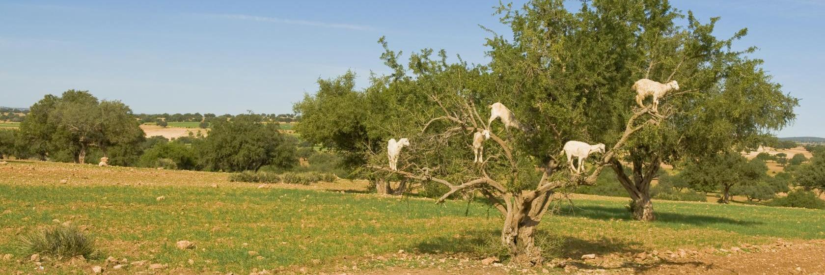 Hôtels à El Jebha. Hôtels avec Meilleur Prix Garanti ! - Booking.com