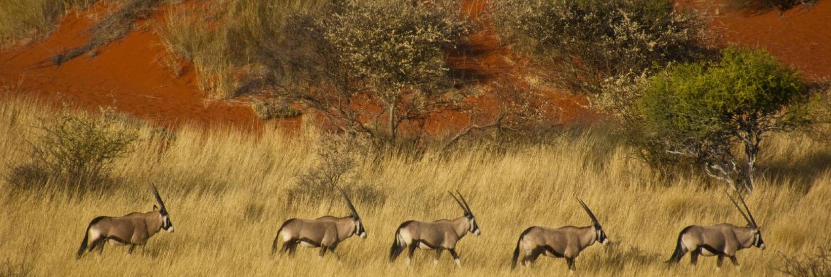 The best available hotels & places to stay near Gochas, Namibia