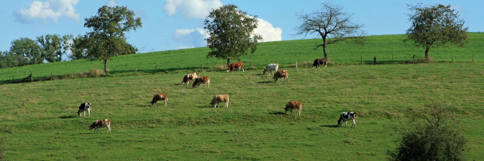 Hôtels à Bascharage. Hôtels avec Meilleur Prix Garanti ! - Booking.com