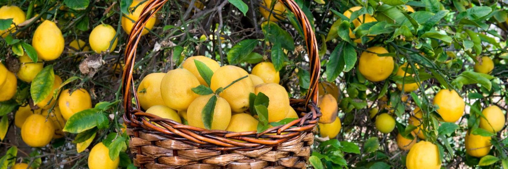 Hoteles baratos cerca de Limonlu, Turquía - Dónde dormir cerca de Limonlu