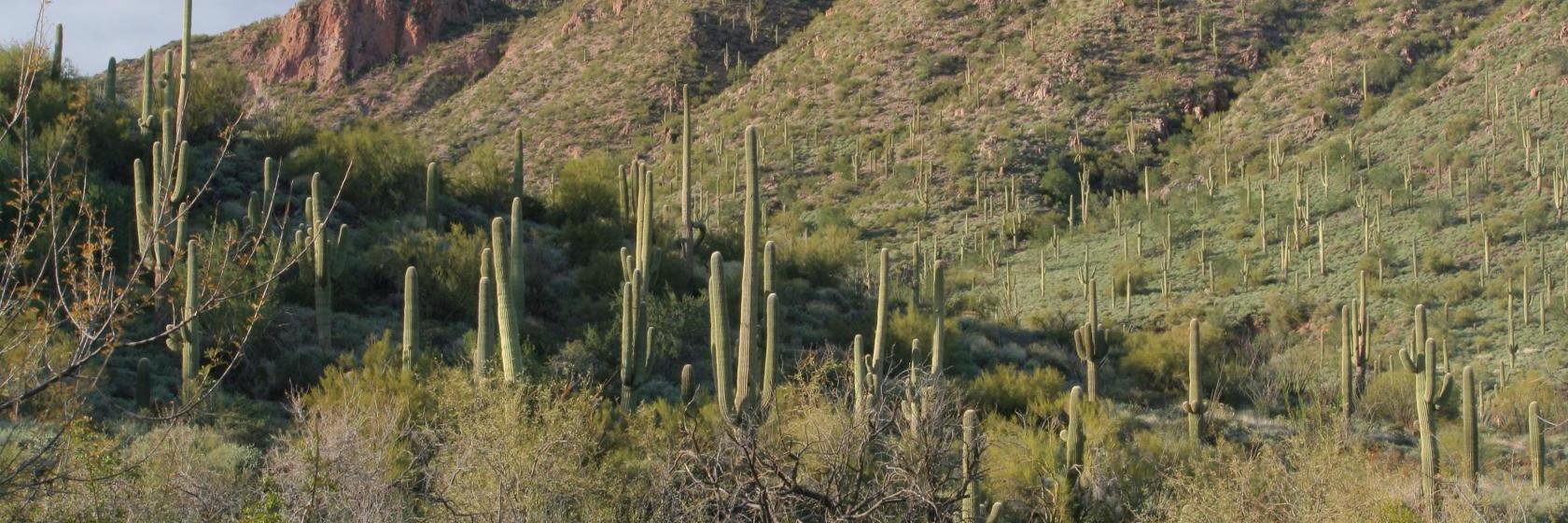 The 10 best hotels close to Tatum Ranch Golf Club in Cave Creek, United ...