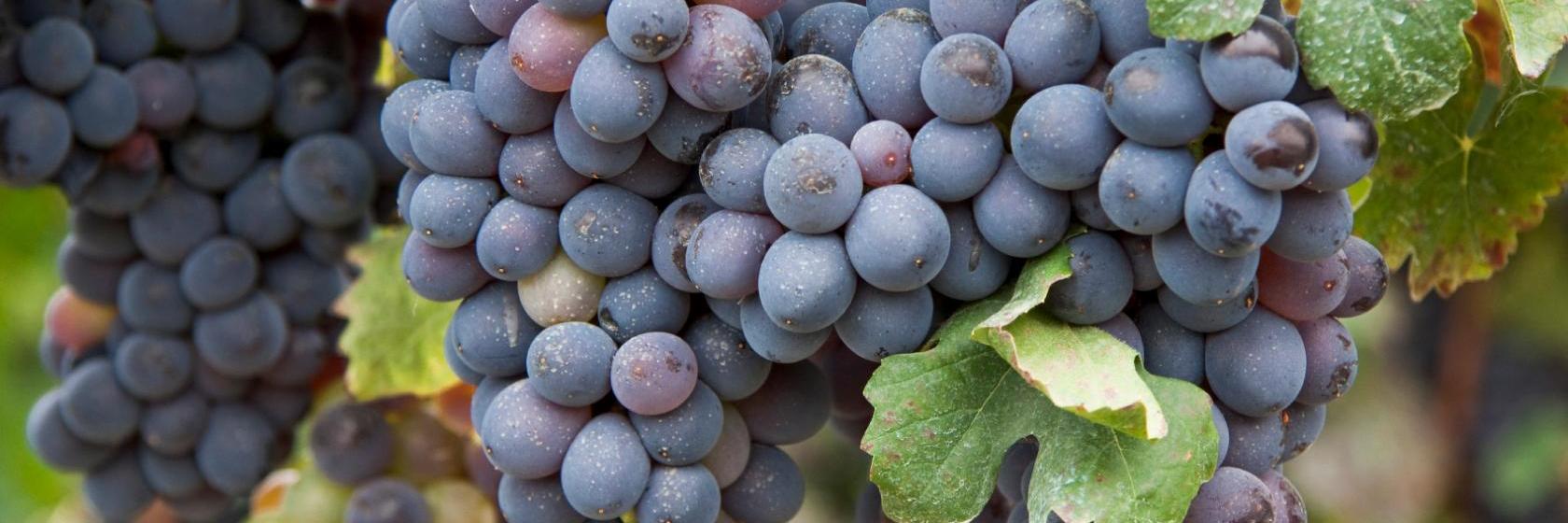 10 Best Calamandrana Hotels, Italy (From $223)