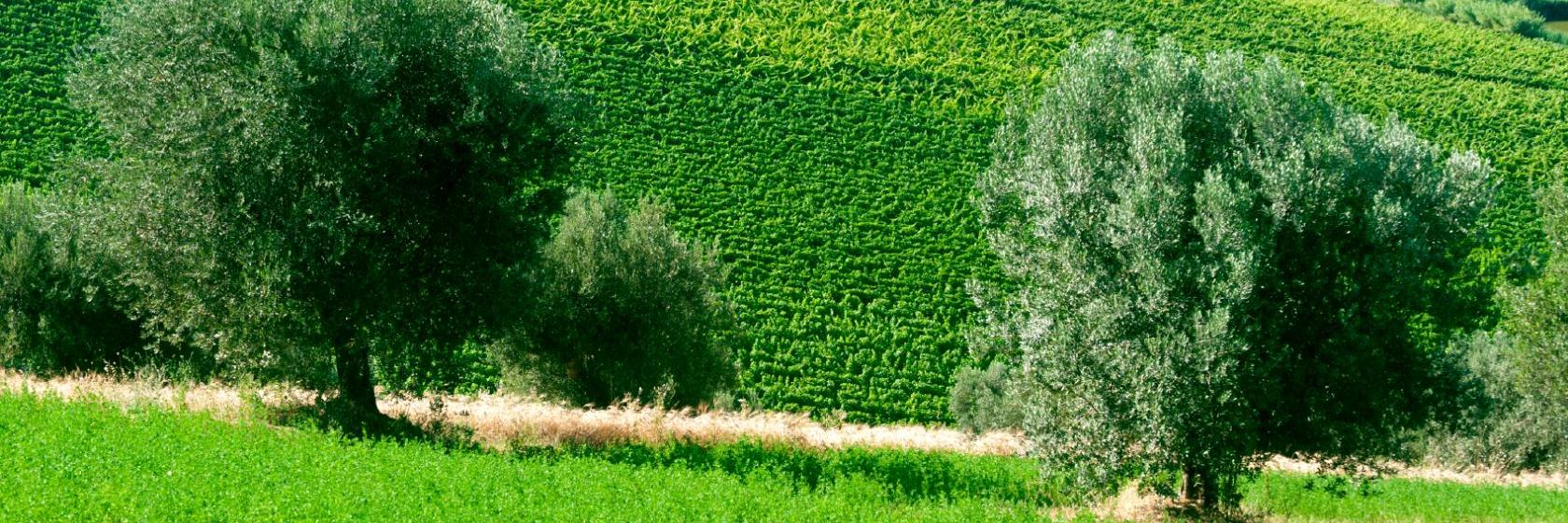 10 Best Corropoli Hotels, Italy (From $58)