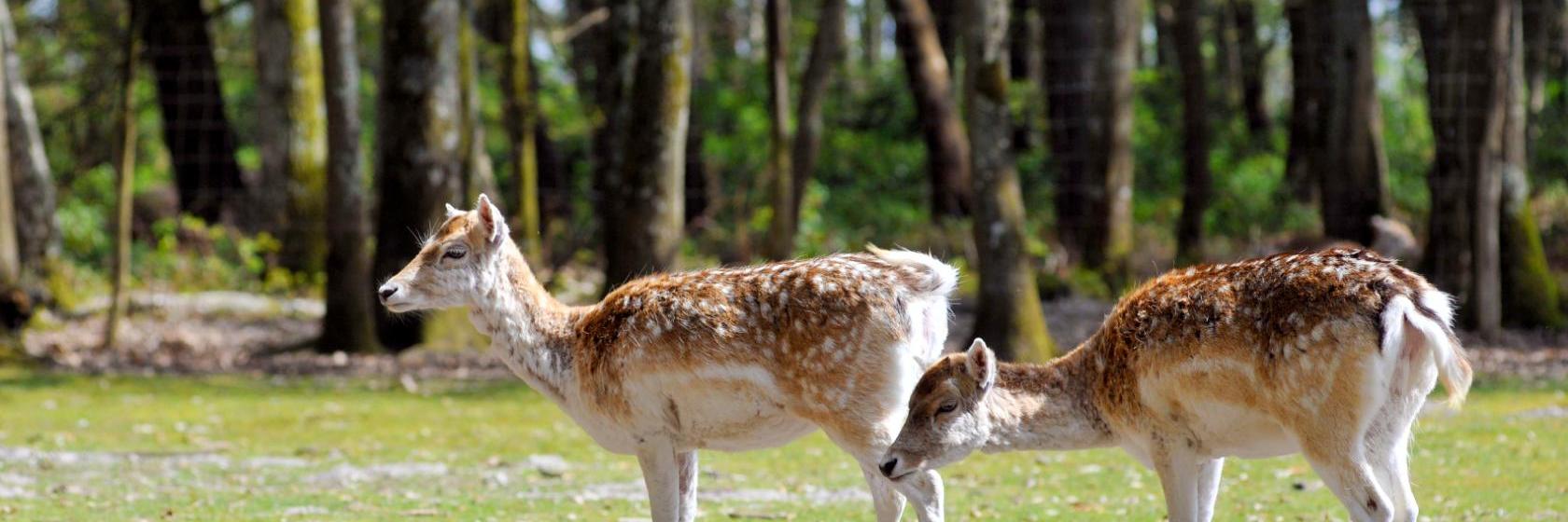 The best available hotels & places to stay near Chaon, France