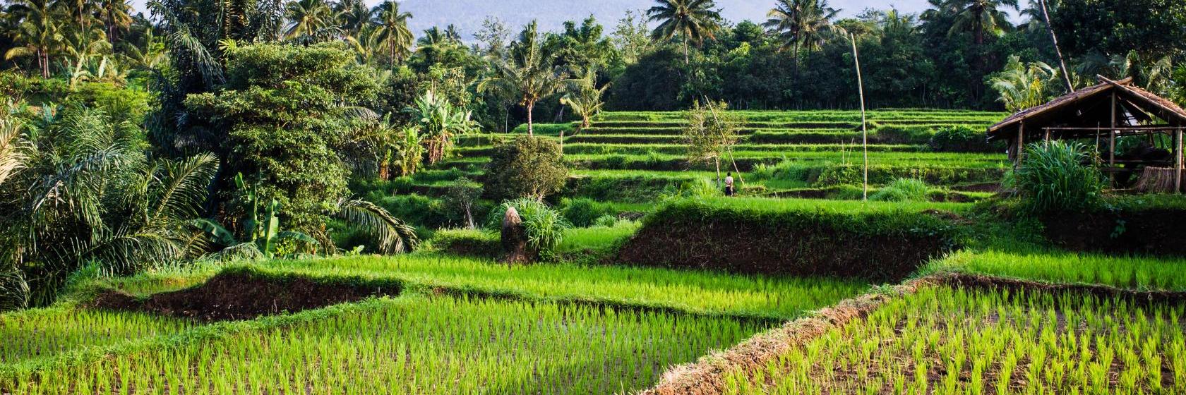 10 Best Senaru Hotels, Indonesia (From $13)