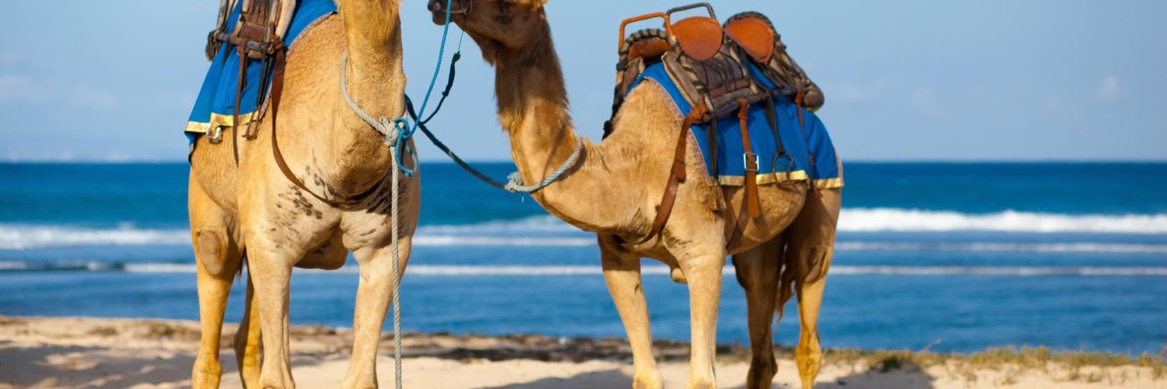 I 10 migliori hotel di Al-Ḥoseyma, Marocco (da € 57)