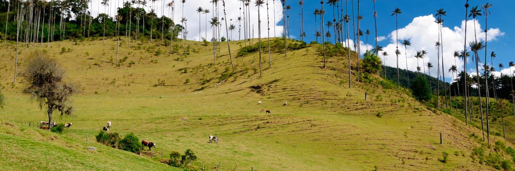 Los 10 mejores hoteles de Tuluá, Colombia (desde € 11)