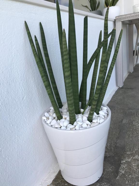 Yanna Asteri Suites, Ornos (updated prices 2025)