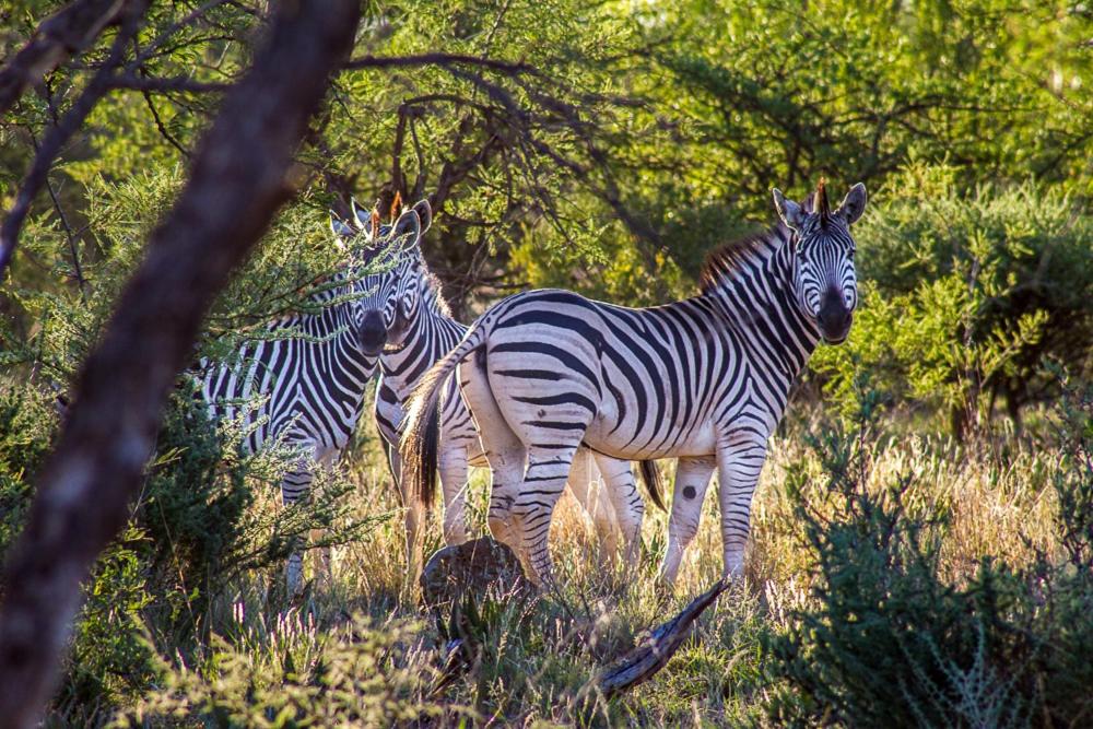 Big Valley Game Lodge, Lobatse (updated prices 2025)
