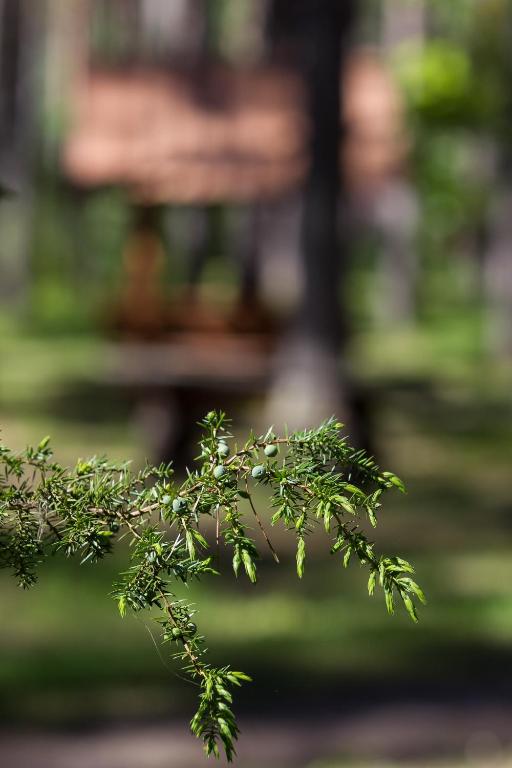 Kauksi Campsite, Kauksi (updated prices 2025)