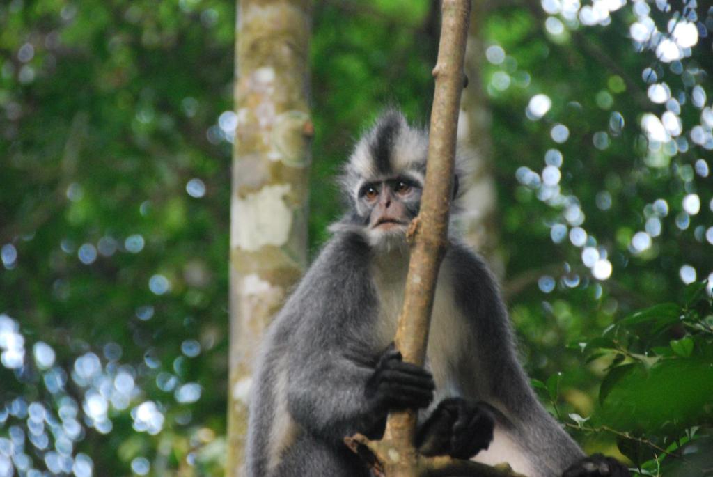 Wisma Batu Mandi, Bukit Lawang (updated prices 2024)