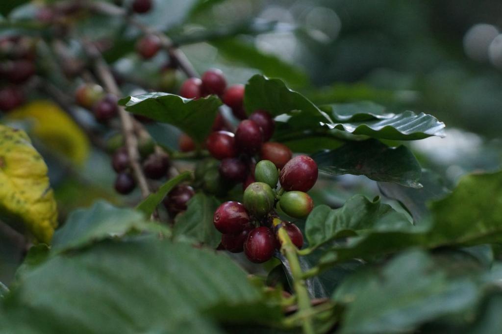 Arusha Villa Karamu Coffee Estate, Usa River (updated prices 2025)