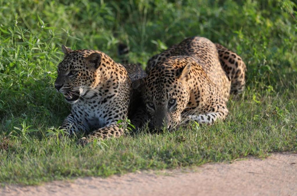 Camp Leopard - Yala Safari Glamping, Yala (updated prices 2025)