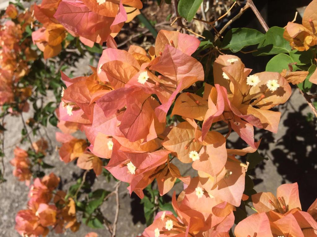 Pooraka Motor Inn, Mawson Lakes (updated prices 2025)