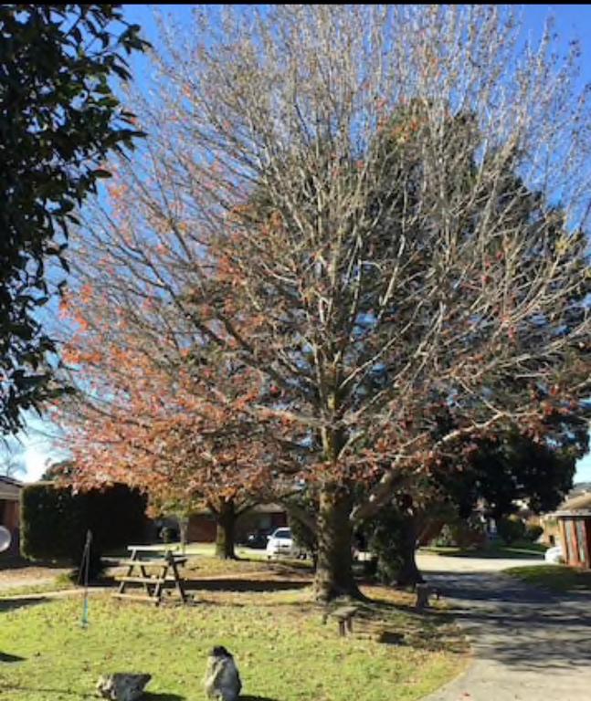 Golden House, Springvale (updated prices 2025)