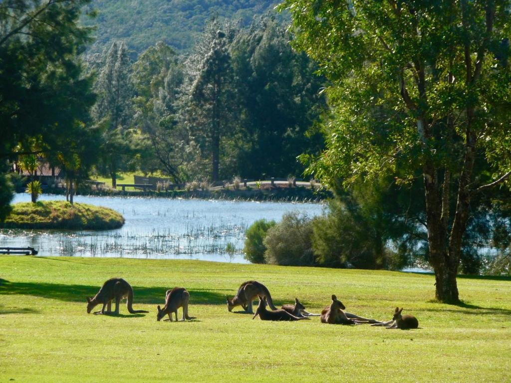 Kangaroo Valley Timber Cabin, Kangaroo Valley (updated prices 2025)