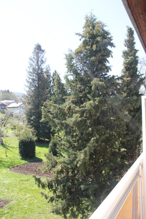 Picea Omorika Riverside