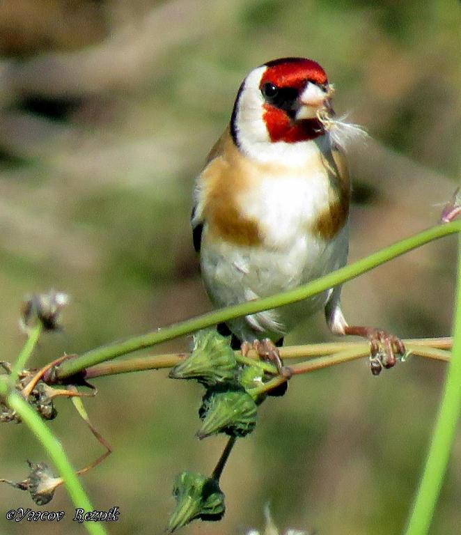 Eretz Zeelim, Ẕeʼelim (updated prices 2025)