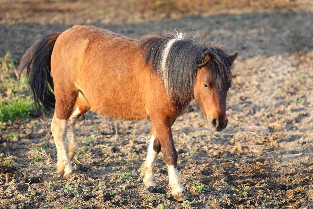 Seven Generations Winery Hotel, Mechka (updated prices 2025)