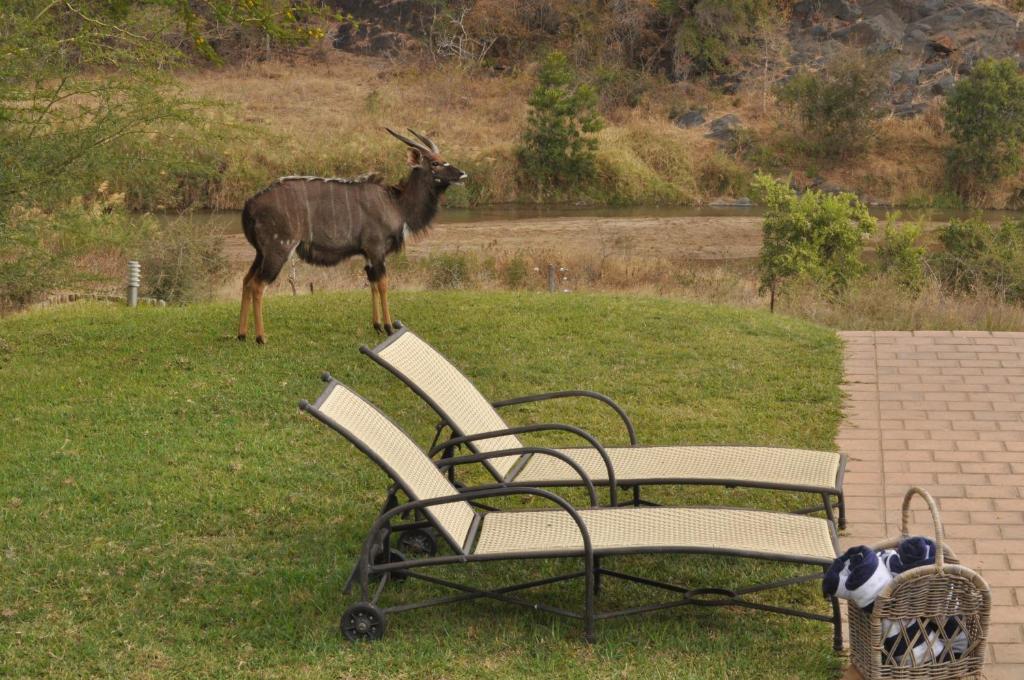 Amakhosi Safari Lodge & Spa, Magudu (updated prices 2025)