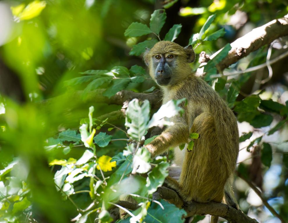 Amani Beach Resort, Kutani (updated prices 2025)