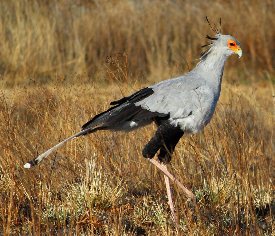 Amohela ho Spitskop Country Retreat & Conservancy, Ficksburg (updated ...