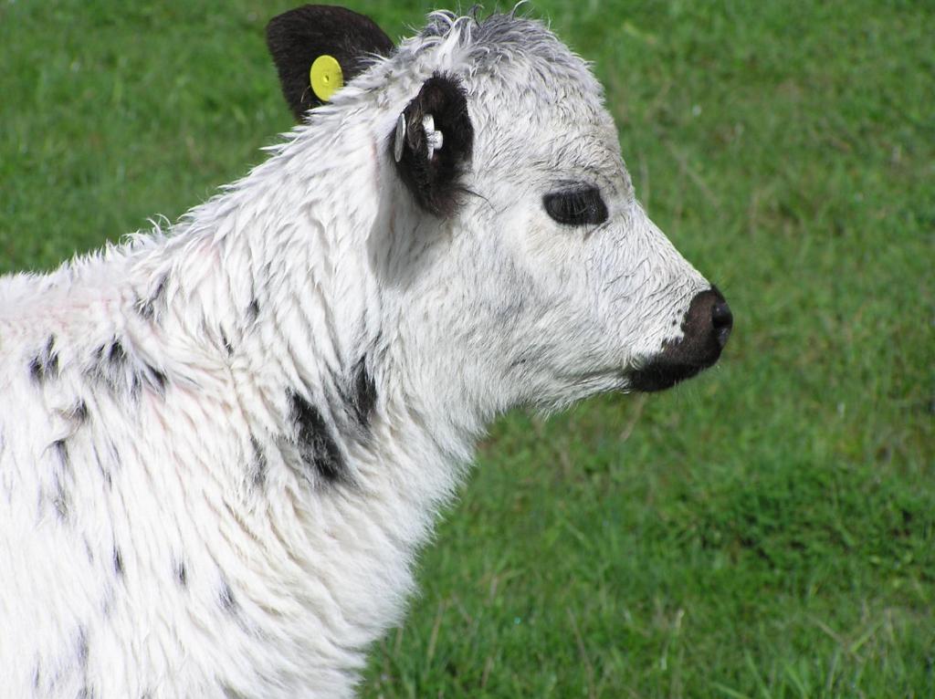 Ahaura Lodge & Waterwheel Farm Stay, Totara Flat (updated prices 2025)