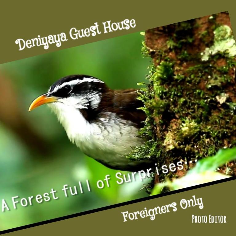 Deniyaya Guest House, Deniyaya (updated prices 2025)