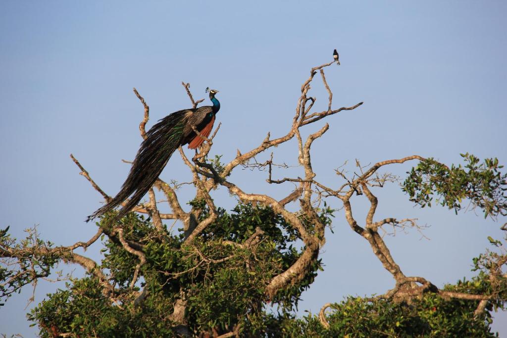 Flower Garden Lake Resort, Tissamaharama (bijgewerkte prijzen 2025)