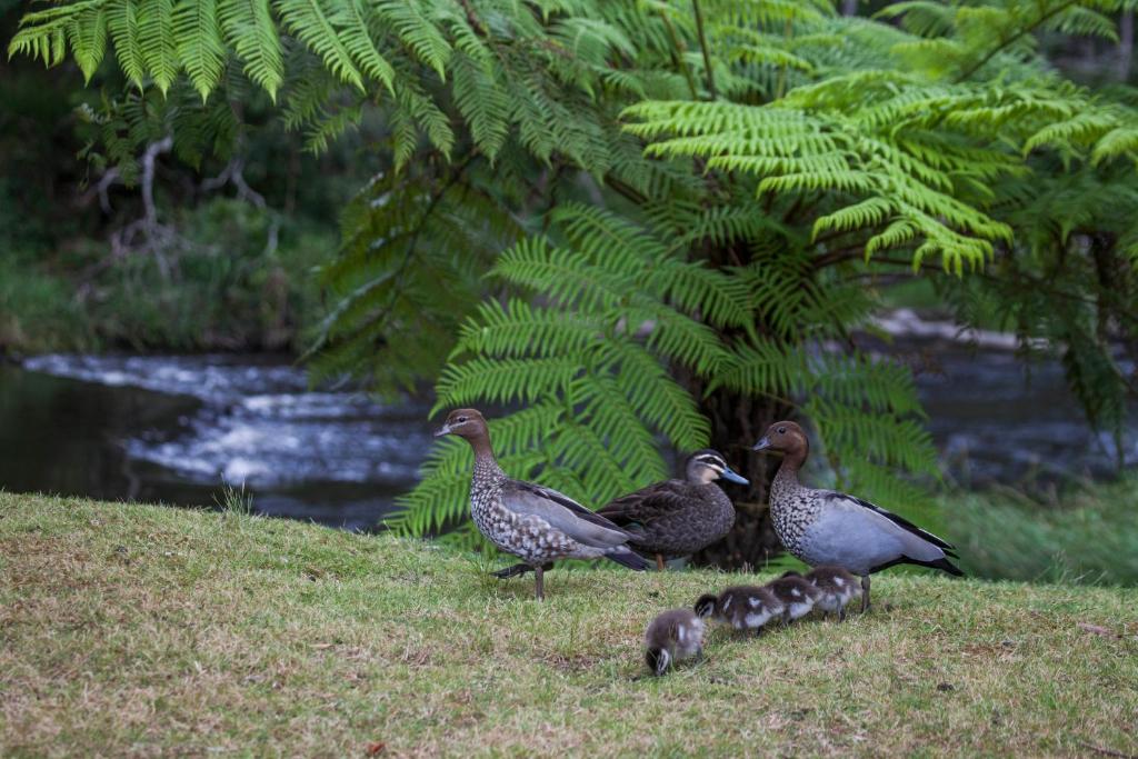 Warburton Holiday Park, Warburton (updated prices 2025)